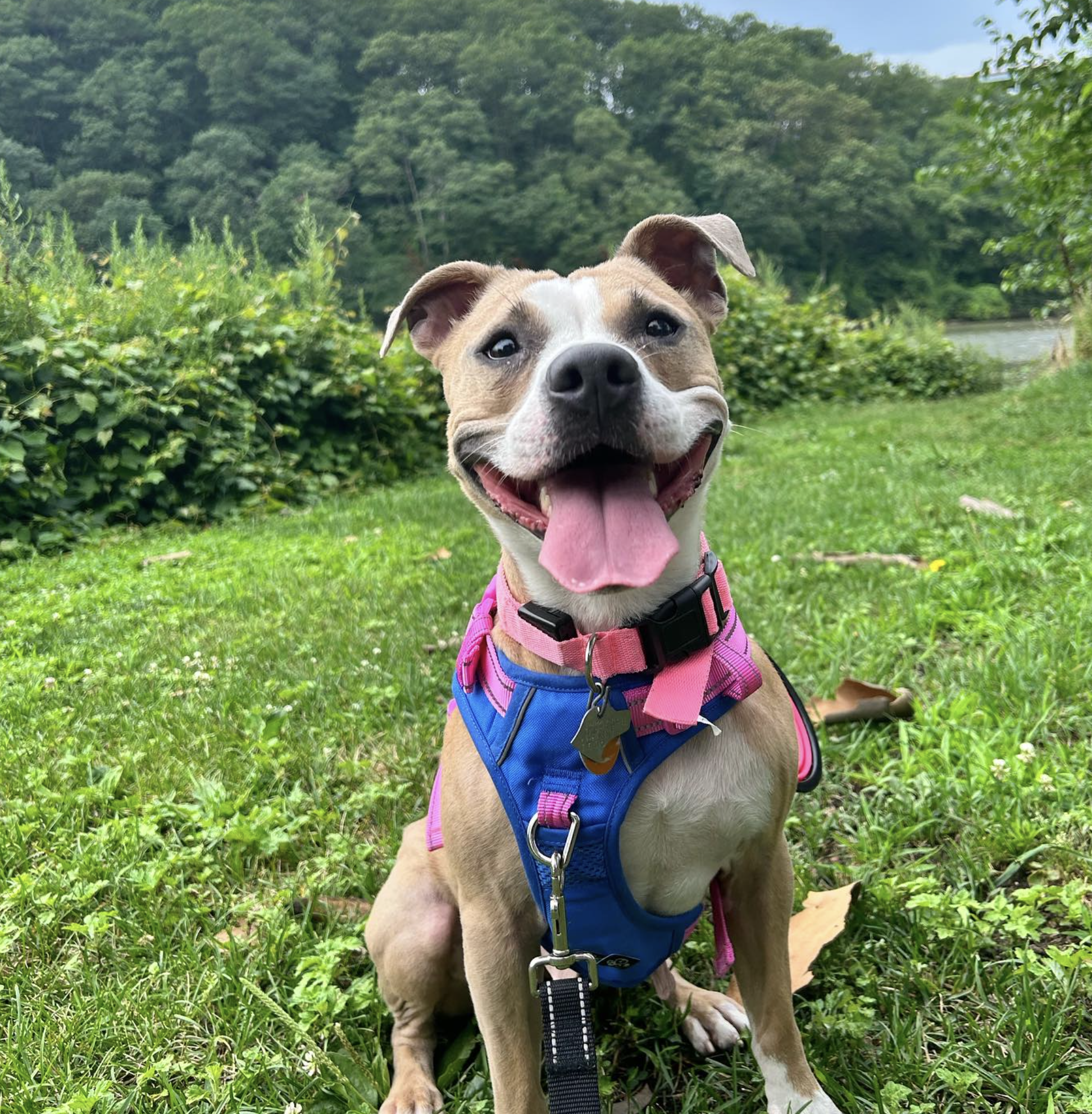 Gwen – Animal Haven